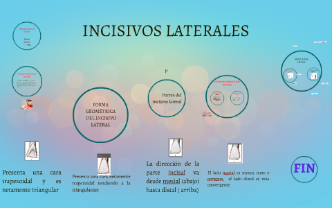 INCISIVOS LATERALES by on Prezi