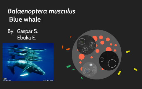 Balaenoptera musculus by gaspar solache on Prezi