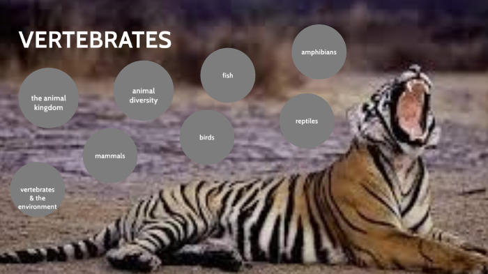 Mind map vertebrates by Elena Prieto Antochi on Prezi