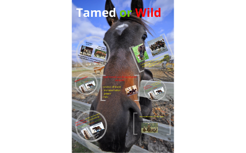 TAME VS. WILD by Sannel Patel on Prezi