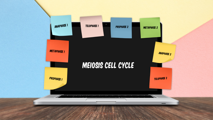 Meiosis Cell Cycle by Madelynn Goss on Prezi