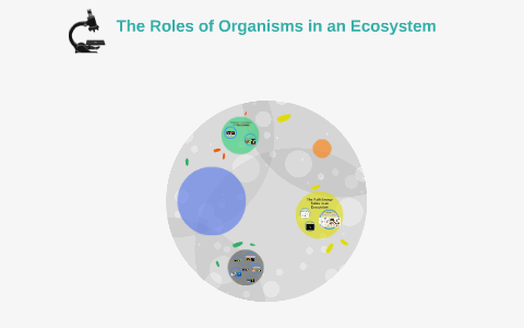 The Roles of Organisms in an Ecosystem by Stephanie Michel