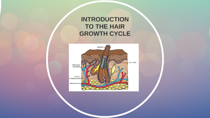 HAIR GROWTH CYCLE by Carol Opie on Prezi