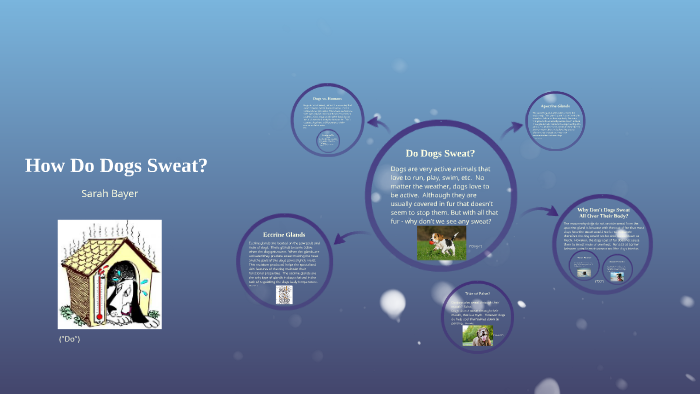 How Do Dogs Sweat? by Sarah Bayer on Prezi