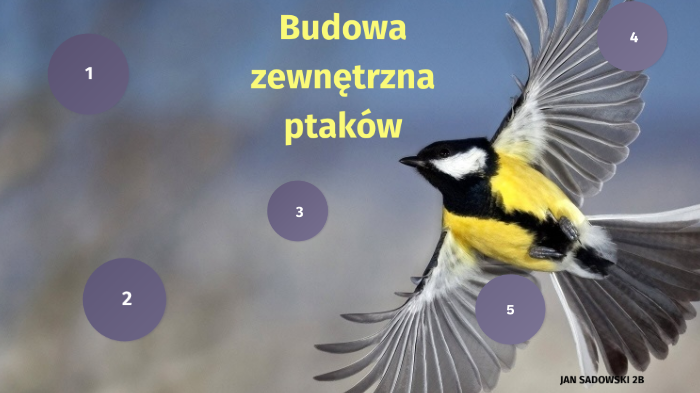 Budowa zewnętrzna ptaków- Jan Sadowski by Jan Sadowski on Prezi