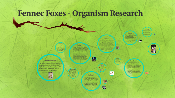 Fennec Foxes - Organisim Research by K H on Prezi