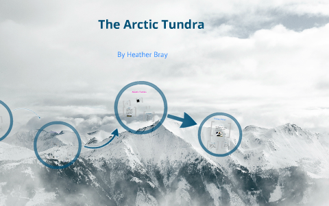 The Arctic Tundra - Heather by Biolsi's Class
