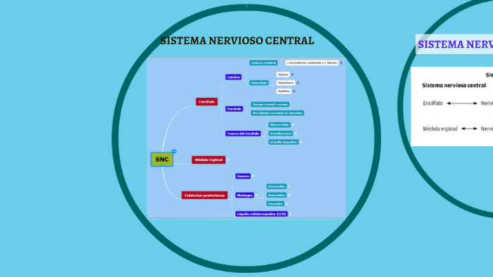 SISTEMA NERVIOSO CENTRAL by Chiqui Castro H on Prezi