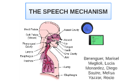 THE SPEECH MECHANISM by Melisa Sastre on Prezi
