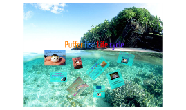 puffer fish life cycle info by claudia sale on Prezi