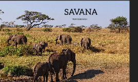 SAVANA by lana sitar on Prezi