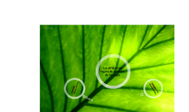 khjhj by Marianna Godzal on Prezi