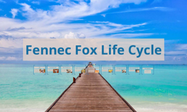 Fennec Fox Life Cycle by Quinn Mamula on Prezi