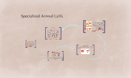 Specialized Animal Cells by Chloe Milner on Prezi