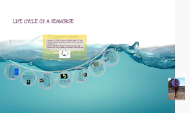 Life Cycle of a Seahorse by Gene Cynthia on Prezi
