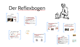Der Reflexbogen by Tom Balke on Prezi