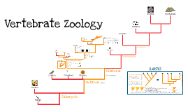 Vertebrate Zoology by Maggie M. on Prezi