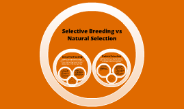 Selective Breeding vs Natural Selection by Julie Berdan on Prezi