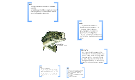 Life Cycle of a Largemouth Bass by Evan Hausig on Prezi