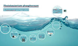 Photobacterium phosphoreum by Paige Gallant on Prezi