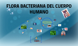 FLORA BACTERIA DEL CUERPO HUMANO by Manuel Flores on Prezi