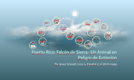 Puerto Rico: Falcón de Sierra- Un Animal en Peligro de Extin by Jenna ...