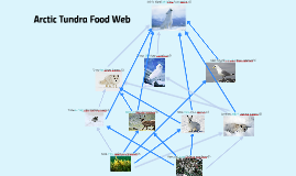 Arctic Tundra Food Web by Mazaya Soundara on Prezi
