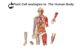 Plant Cell analogies to The Human Body by Cameron Cornn on Prezi