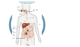 Chemical and Physical Changes in the Digestive System by Ariel Calderon ...