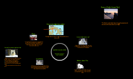 Baffin Island Wolf! by Trinity Kuether on Prezi