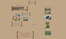 The Prairie Dog: Food Web and Food Chain Project by Julian Lee on Prezi