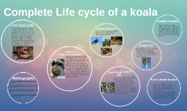 complete life cycle of a koala by erin mcdonald on Prezi