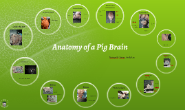 Anatomy of a Pig Brain by Andy Lac on Prezi