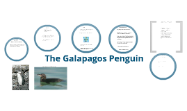 Galápagos Penguin by Julie Smith on Prezi