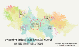Photosynthesis lab: spinach leaves in different solutions by Ashley ...