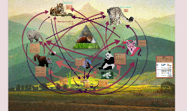 Himalayan Food Web by haley dehart on Prezi