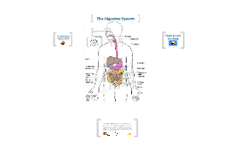 A Cheese Sandwich's Journey Through the Digestive System by Matt ...